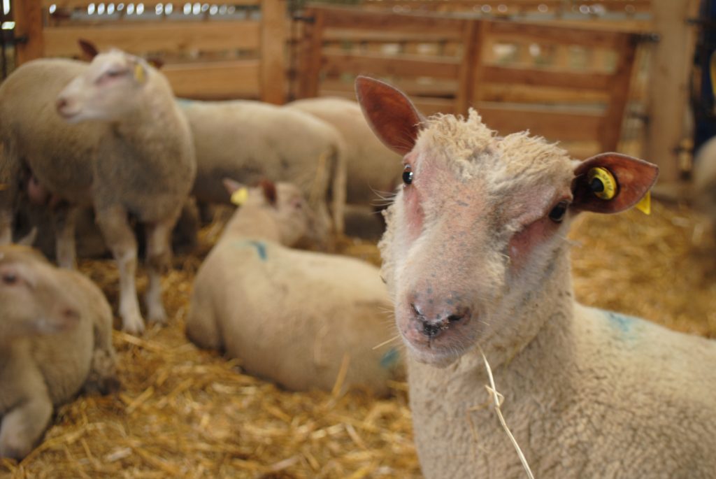 Les béliers préfèrent les brebis bien portantes - Inn'ovin