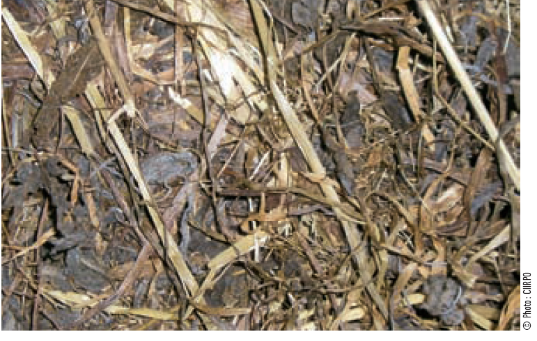 synthèse des valeurs alimentaires des fourrages en 2020 - Inn'ovin