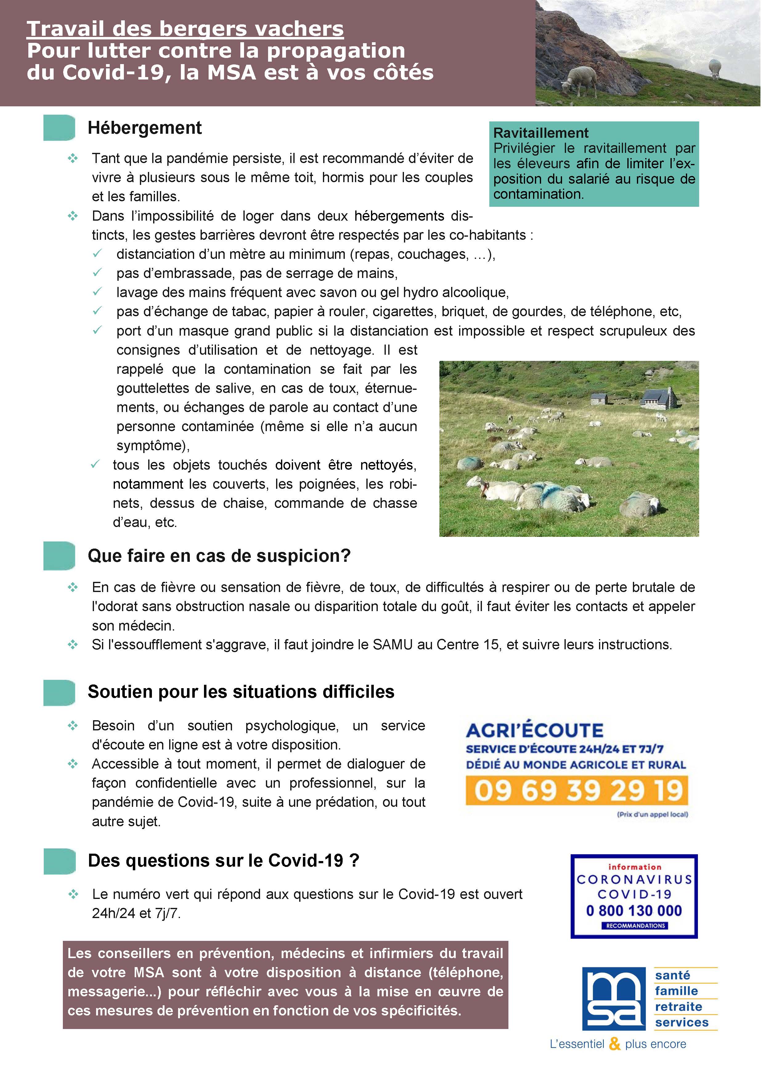 Travail des bergers vachers Pour lutter contre la propagation du Covid ...