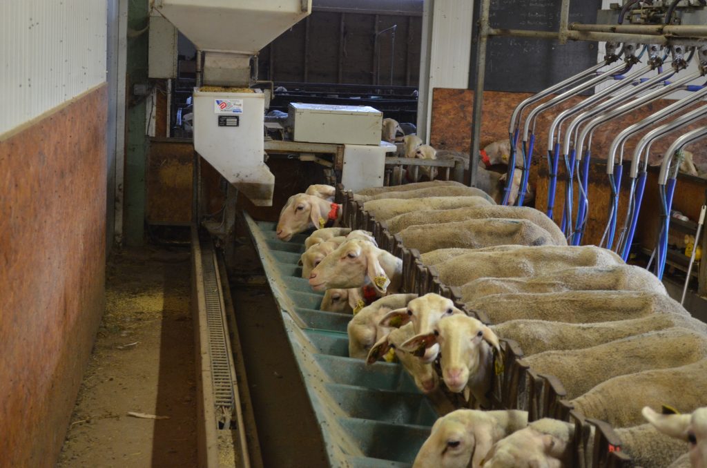 Des passages en salle de traite pour familiariser les agnelles - Inn'ovin