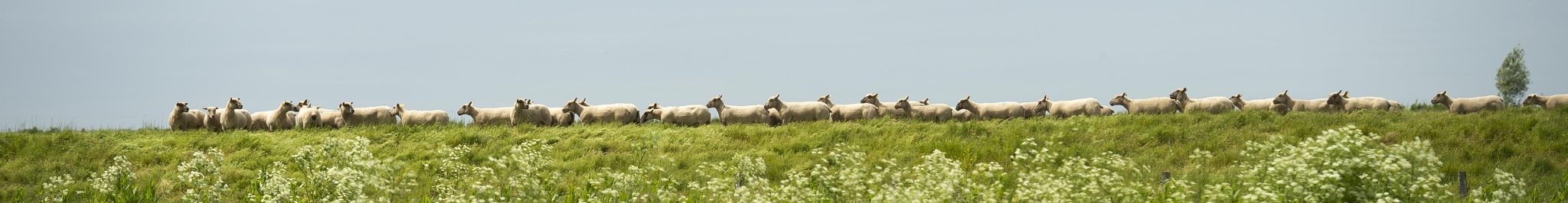 » La filière ovine